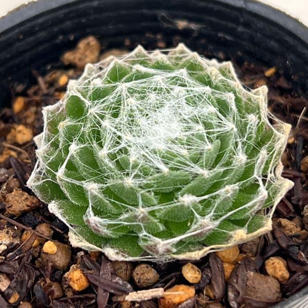 色々な姿をしたミニサイズのセンペルビウムです。日当たりのよいところで育ててください。属名はラテン語の「常にsemper」と、「生きているvivus」という言葉に由来しており、とても丈夫です。湿気と日陰があまり得意でないので、日当たりのよいと...