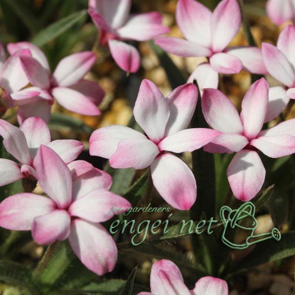 かわいらしい花が群生するロドヒポキシス。初夏に次々と咲きつづける、鉢植え、庭植え、ロックガーデンなどにも最適な花です。※詳しい商品説明は下のほうに記載があります