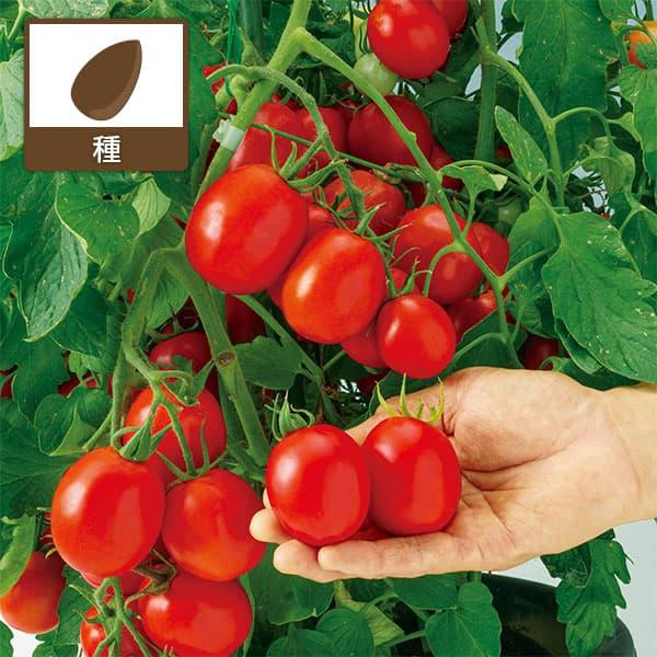 「すずこま」は着果性に優れた早生種、加熱調理用クッキングトマト！果重30-40g、果実の水分含量が少なく、糖度は低めで、加熱調理した時の食味や色が優れます。卵型の赤系トマトでリコピン含量は7.9mg/100gほど。低段密植養液栽培用に育成さ...