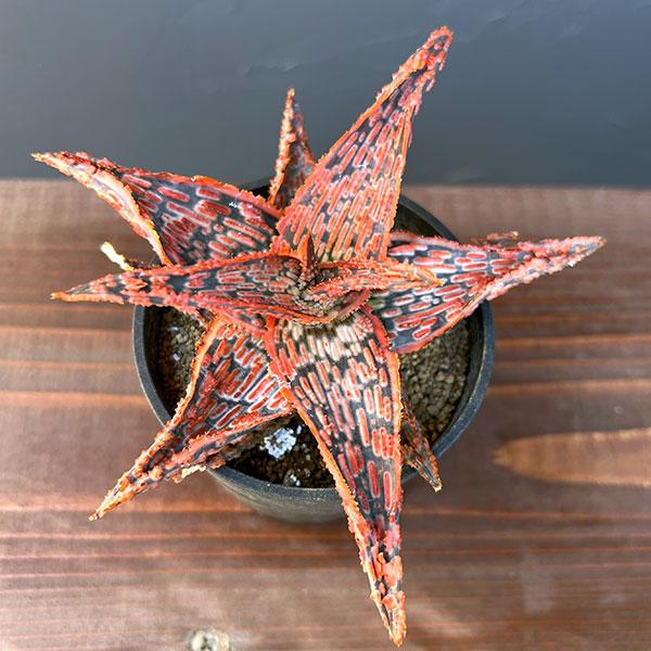 ★現品販売★アロエは肉厚の葉を持つ多肉植物で、南アフリカからマダガスカル、アラビア半島などに約400種が分布します。自生地は砂漠、草原、高地などです。乾燥に強く日当たりのよい場所を好み、多くの品種は国内でも暖かい地域なら戸外で冬越しできます...