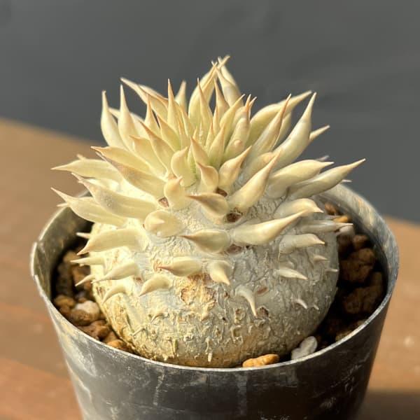 ぷっくりかわいいパキポディウムエニグマチカ実生株です。近年新たに発見されたパキポディウム　エニグマチカはパキポディウムの中でも大きめの黄色い花が咲く品種です。初めて発見されてから生育地が見つかるまでかなりの時間と苦労を積み重ねて解き明かされ...