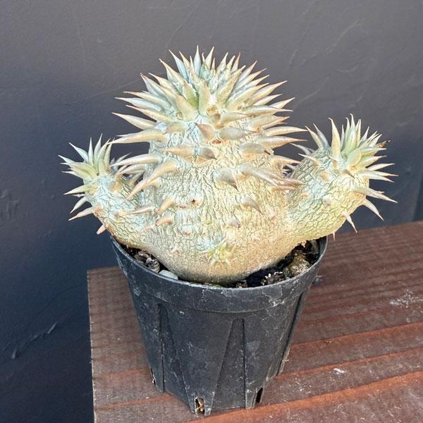 多頭のかわいいパキポディウムエニグマチカです。近年新たに発見されたパキポディウム　エニグマチカはパキポディウムの中でも大きめの黄色い花が咲く品種です。国内実生の２〜３年株になります※詳しい商品説明は下のほうに記載があります