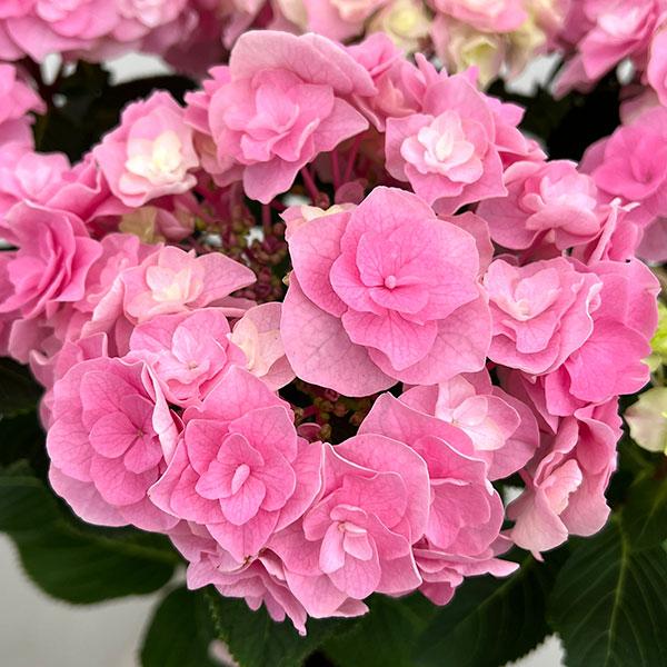 ★花が咲き進んでいるため特価です。ギフトにはご利用いただけません。花を切り戻してのお届けとなる場合があります★★入荷から日数が経ったためセール価格となりました。商品の状態は画像と異なる場合があります。★雷王（ライオウ）は軸が太くて力強く、幾...