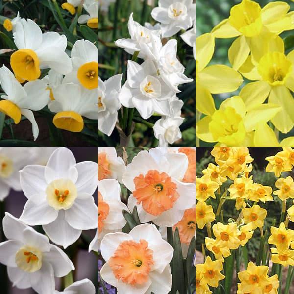 寄せ植えや花壇におすすめの、水仙のポット苗です。秋に植えこんだ球根をポットの中で根を張らせてから寒さに当てて休眠させ、出荷前にハウスで芽を出させたものです。しっかり根を張った苗でお届けしますので、お好みの場所に植え替えれば、春にはきれいな花...