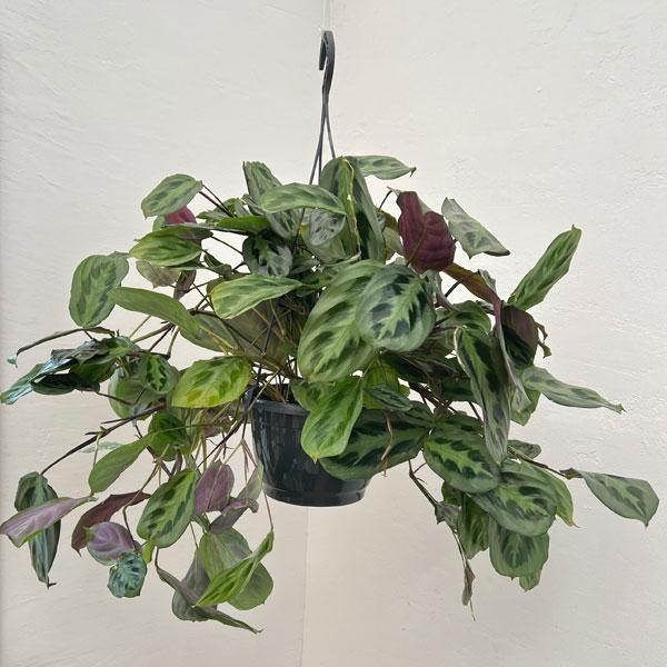 マランタの新品種クリスタータです。垂れ下がる枝葉が美しい観葉植物の吊鉢仕立てです。室内の明るい窓辺などに吊るしてお楽しみください。マランタは熱帯アメリカ原産の多年草。薄暗い林の中に自生します。美しい模様が入る葉をもち、茎をのばします。南国の...