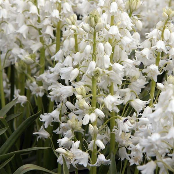 球根植物のつりがね草（シラーカンパニュラータ）です。爽やかな色の花房が春を彩ります。耐寒性があり、とても丈夫で、どんな花とも合いますので、寄せ植えや切花に最適。※詳しい商品説明は下のほうに記載があります