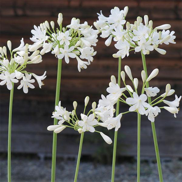 ドゥイエンブルッゲホワイトは、清楚な純白の花を咲かせる中型タイプのアガパンサス。トランペット型の花が密になって咲きます。花付きが良く丈夫な品種です。落葉種なので寒さにも強いです。※詳しい商品説明は下のほうに記載があります