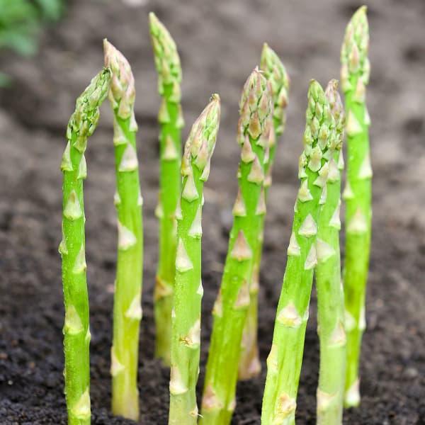 人気のアスパラガスの苗です。「どっとデルチェ」は、長野県の育成品種。太い茎が春と秋にとれる多収品種。斑点病に抵抗性があり、暖地でも育てやすい強健品種です。※詳しい商品説明は下のほうに記載があります