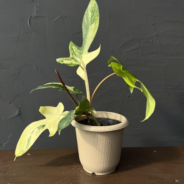 ★現品販売★しっかり斑の入った良株のフロリダビューティーの斑入りです。発根もしっかりしている、将来性ある一株です。※詳しい商品説明は下のほうに記載があります