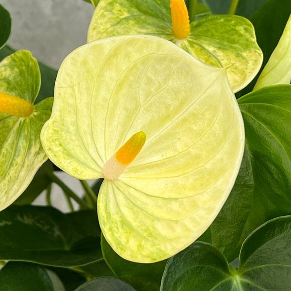 ★入荷から日数が経ったためセール価格となりました。商品の状態は画像と異なる場合があります。★色鮮やかな仏炎苞ととつややかな葉が特徴のアンスリウム。室内の弱い光の環境でも次々に花を咲かせ、1つの花が3ヶ月以上きれいな状態を保つので花持ちがとて...