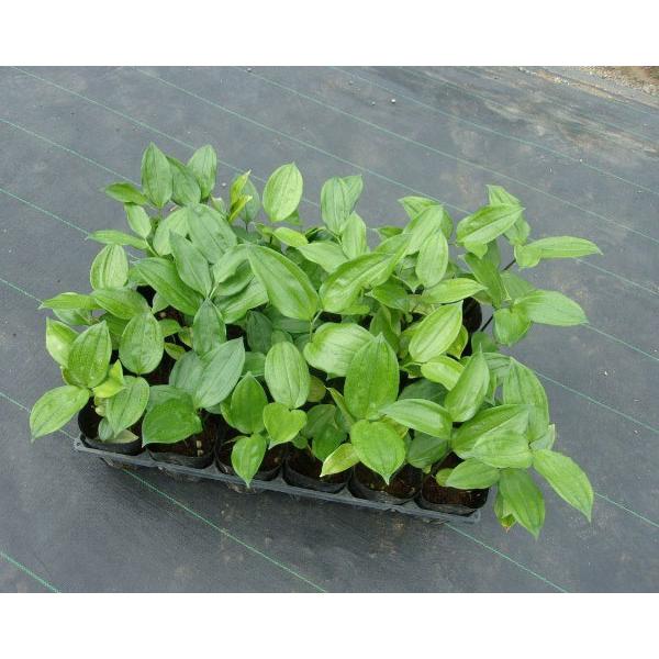 トキワナルコユリは木の下や日陰ですずらんのような清楚な白花を咲かせるナルコユリの常緑種です。丸葉トキワナルコユリは、従来の台湾産トキワナルコユリより葉が丸く、花付きがよい品種です。冬でも青々としたきれいな葉を保ちます。春に小さな白い花を咲か...