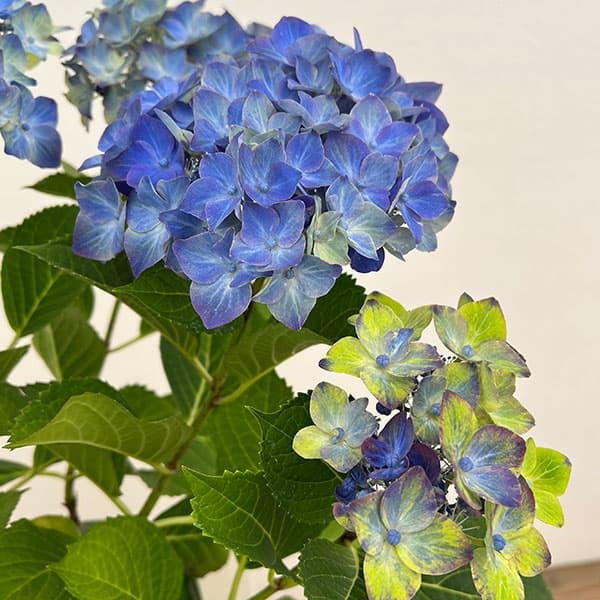 ★開花終了のため特価です。ギフトにはご利用いただけません。★★入荷から日数が経ったためセール価格となりました。商品の状態は画像と異なる場合があります。★フォーチュンは美しい色変わりが特徴的なアジサイ。絞り咲きでライムグリーンとブルーが同時に...