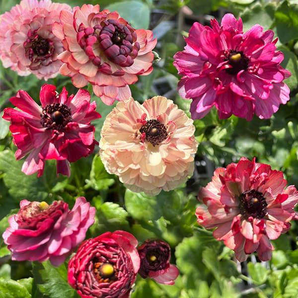 変わり咲きのラナンキュラス。ラナンキュラス育種の第一人者、綾園芸の育成品種です。★実生株のため、花色、花形、花の大きさなど、株によりかなり個体差が大きいです。写真は一例ですので、予めご了承ください。★※詳しい商品説明は下のほうに記載があります