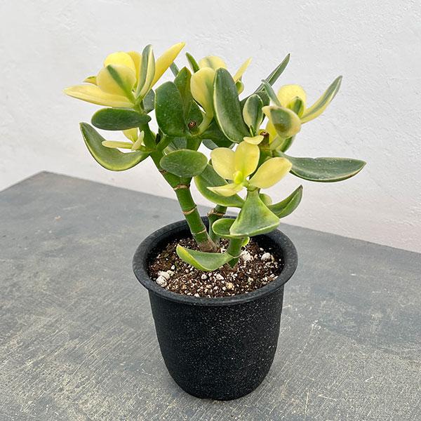 多肉植物の中でも特にインテリア性の高い品種。花月（かげつ）は「金（かね）のなる木」の名前で知られている、とても丈夫で育て易い植物です。南アフリカの海岸に分布し、日本には昭和の初めころ入ってきたといわれています。葉は丸い形のものが多いのですが...