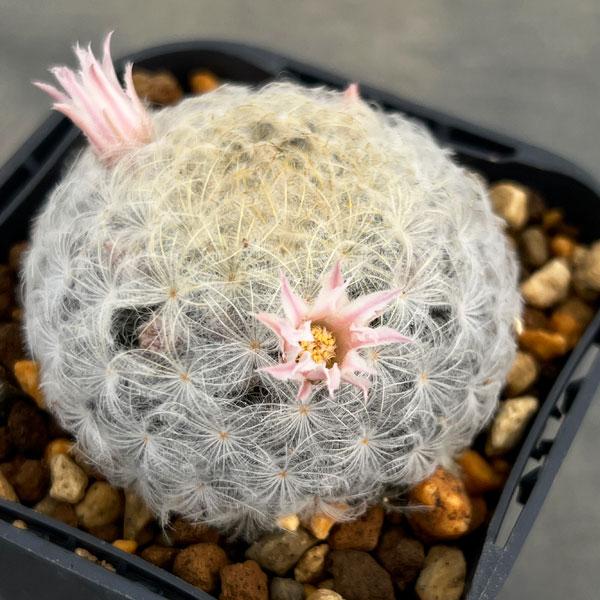 マミラリアは、メキシコを中心に400を超す種類がある大きなグループです。トゲがイボのてっぺんから生えているので、「イボサボテン」とも呼ばれています。とても強健な種類が多く、最も栽培しやすいサボテンの一つです。白星はまるでたんぽぽの綿毛のよう...