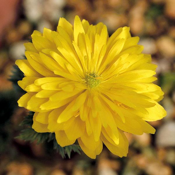 フクジュソウは古くから知られているお正月には欠かせない花です。別名、元日草（ガンジツソウ）。自然な状態での開花は1月末〜3月頃となります。「七変化」は株が充実すると、八重〜千重咲き、丁字咲きなどと多様に咲き分ける、珍しい品種です。年により咲...