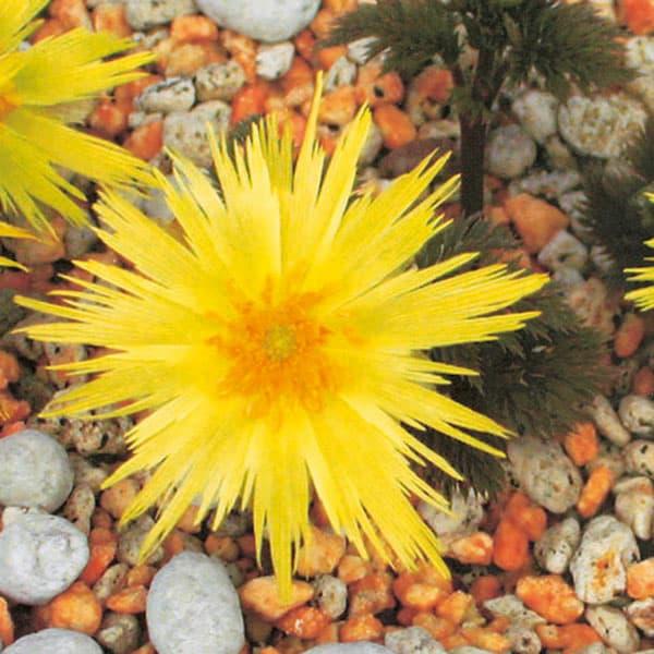 フクジュソウは古くから知られているお正月には欠かせない花です。別名、元日草（ガンジツソウ）。自然な状態での開花は1月末〜3月頃となります。「倭」は大和とも呼ばれる品種。先端に深く切れ込みの入った花弁が印象的な、大輪一重咲きです。水はけの良い...