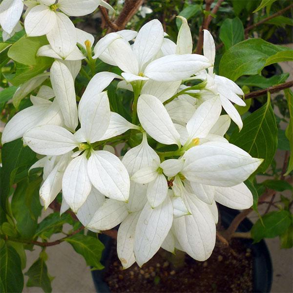 手毬崑崙花★入荷から日数が経ったためセール価格となりました。商品の状態は画像と異なる場合があります。★白いホウが爽やかで、夏の鉢花として人気のコンロンカ。南西諸島から台湾原産の常緑低木です。白く美しい花弁のように見える部分はガク片で、花は小...