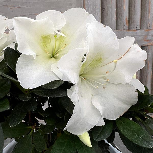 淡緑色を帯びた清楚な白花種 ★開花終了のため特価です。ギフトにはご利用いただけません。★★入荷から日数が経ったためセール価格となりました。商品の状態は画像と異なる場合があります。★越の淡雪は大輪半八重の白花品種。花弁の上部に黄緑色の斑点が入...