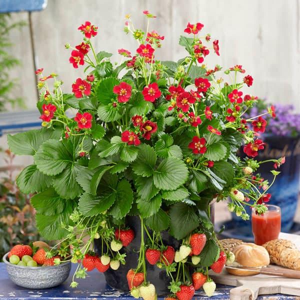 「ルビーアン」は今までにない、鮮明なルビーレッドの花のイチゴです。目を奪われるような鮮やかな花色が楽しめる四季成り種です。実はキレイな円錐形の赤い実。緑の葉との色合いを楽しみながら美味しい実を収穫できす。ランナーが 出にくい性質なので、花壇...