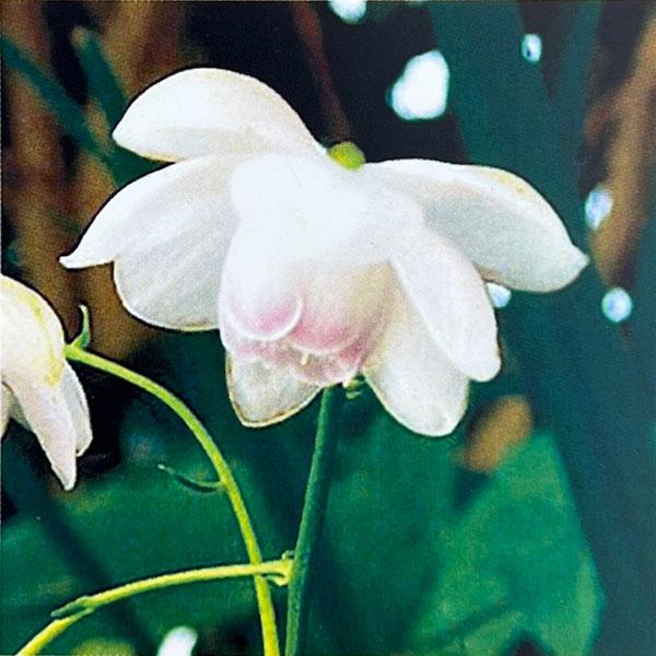 ★入荷から日数が経ったためセール価格となりました。商品の状態は画像と異なる場合があります。★レンゲショウマはおもに本州の太平洋側の深山に生える多年草です。大きな三複葉の葉を持ち、茎の上部に淡紫色の美しい花をやや下向きにつけます。升麻はサラシ...