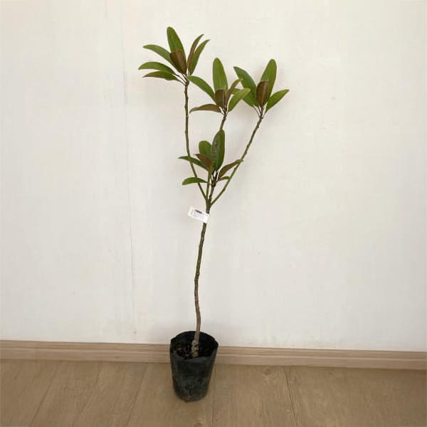 春には木いっぱいに明るい花を咲かせ、夏は涼しい葉陰を作るシンボルツリーとして、ガーデニング世代の注目も集めるタイサンボク。ベイビードールはタイサンボクの中では非常に珍しい矮性タイプの品種で「伸びない、あばれない」特性で鉢栽培に適しています。...