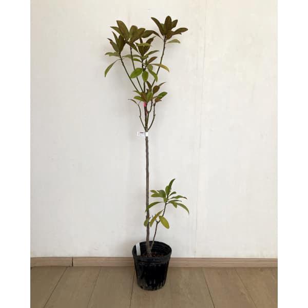 春には木いっぱいに明るい花を咲かせ、夏は涼しい葉陰を作るシンボルツリーとして、ガーデニング世代の注目も集めるタイサンボク。ベイビードールはタイサンボクの中では非常に珍しい矮性タイプの品種で「伸びない、あばれない」特性で鉢栽培に適しています。...