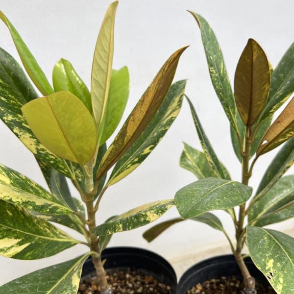 常緑樹 春には木いっぱいに明るい花を咲かせ、夏は涼しい葉陰を作るシンボルツリーとして注目を集めるタイサンボク。6月に咲く真っ白な大きな花がひときわ目をひきます。北アメリカ東部原産のマグノリアの仲間で黄覆輪斑入りの長楕円形の葉を持つ品種。初夏...