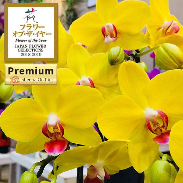 日本フラワー・オブ・ザ・イヤー2018最優秀賞受賞のファレノプシスです。明るいビタミンカラーの黄色の花弁でとても印象的な花です。名前はテニスの大坂なおみ選手にちなんで命名されています。※詳しい商品説明は下のほうに記載があります