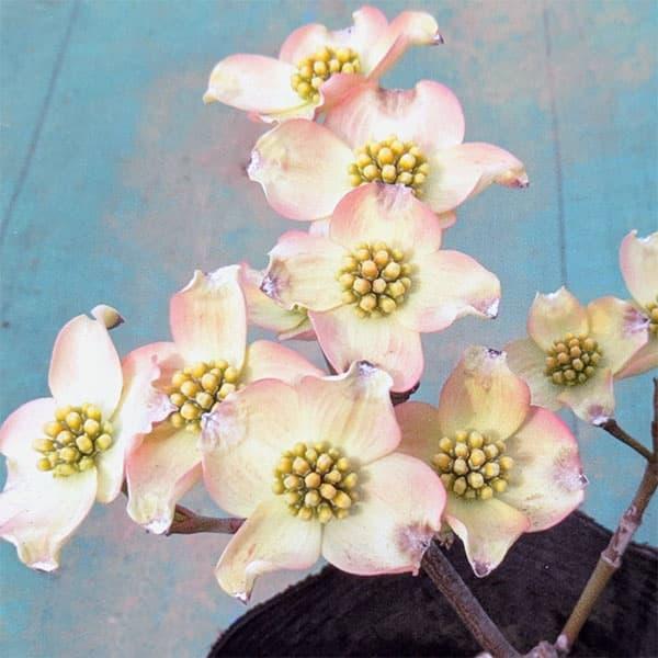 リトルプリンセスはコンパクトにまとまる矮性タイプの白花ハナミズキ。成長が非常にゆっくりで、家庭庭園や鉢植えでも扱いやすく、成長しても高さは1.5m&amp;#12316;2m程度で自然にこんもりとしたドーム状の美しい樹形に整います。花付きが...