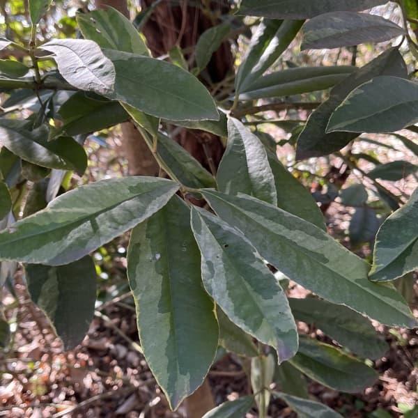 タラヨウはモチノキ科の常緑高木で大きな光沢のある葉を持ち、庭園や寺社の境内などによく植えられます。この品種は斑入り葉となって華やかな観賞価値が加わり、大変希少で珍重されます。タラヨウの葉には字を書くことができ、戦国時代に武士がこの葉に文字を...