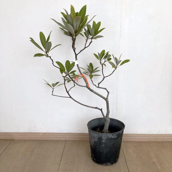 グリーンシャドーはヒメタイサンボク（バージニアマグノリア）の選抜品種で一般的なタイサンボクよりも繊細で優美な雰囲気を持つ常緑中高木です。ヒメタイサンボクは寒冷地では落葉することがありますが、耐寒性に優れ、寒い地域でも常緑性を保ち、年間を通し...