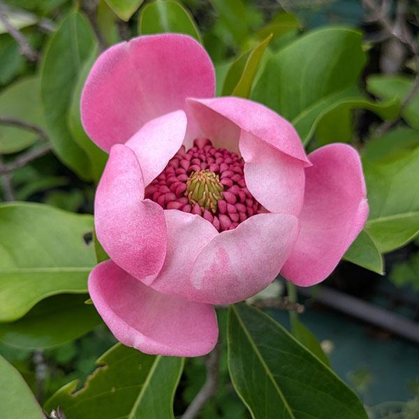 オオヤマローズはアメリカで育種されたオオヤマレンゲとインシグニスの交配種で、初のピンク花のオオヤマレンゲです。オオヤマレンゲと同様のカップ形の大輪花で、若木の頃から開花し花つきもよい品種です。成長は遅く、鉢植えや狭いスペースのお庭のシンボル...