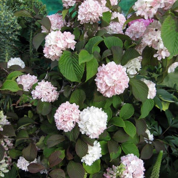 オオデマリの園芸品種です。枝いっぱいに明るいピンクや白の泡立つような手毬状の花が咲き、初夏の庭にロマンティックな彩りを添えます。花色は株により個体差があり、白のみ、淡ピンクのみ、あるいは咲き分け(2色咲き）となる場合がありますので、ご了承く...