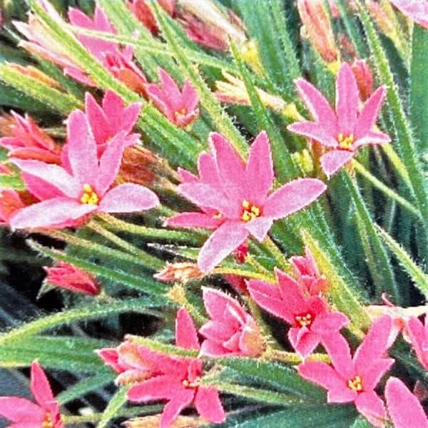 かわいらしい花が群生するロドヒポキシス。初夏に次々と咲きつづける、鉢植え、庭植え、ロックガーデンなどにも最適な花です。※詳しい商品説明は下のほうに記載があります