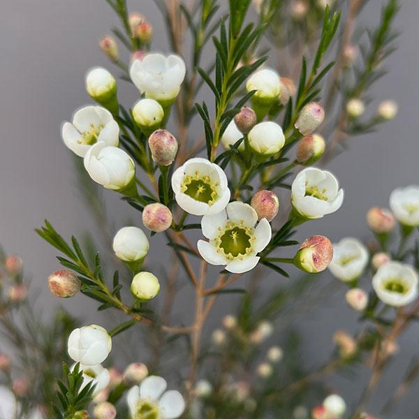 オーストラリア原産のフトモモ科の常緑低木で、細長い葉にロウのような質感をもつ小花を咲かせます。花の質感からこの名前があります。かなり耐寒性が強く、乾燥に強い品種です。通常は鉢植えにして冬から春は室内で楽しみますが、暖地では、地植えも可能です...