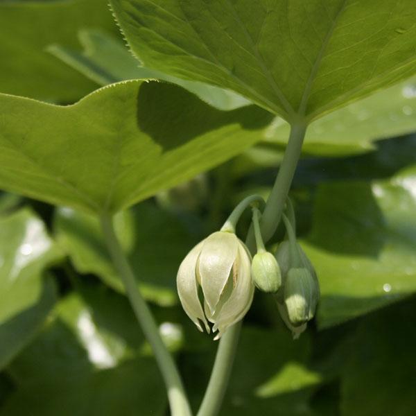 独特な姿が人気の山野草 ★入荷から日数が経ったためセール価格となりました。商品の状態は画像と異なる場合があります。★ハッカクレンは中国、台湾などに自生する多年草。八角形の手のひら状に広がる葉が特徴です。別名ミヤオソウとも呼ばれます。この品種...