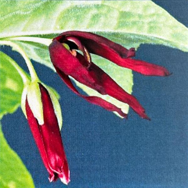 ★入荷から日数が経ったためセール価格となりました。商品の状態は画像と異なる場合があります。★ハッカクレンは中国、台湾などに自生する多年草。八角形の手のひら状に広がる葉が特徴です。別名ミヤオソウとも呼ばれます。コウセイハッカクレンは凹凸のある...