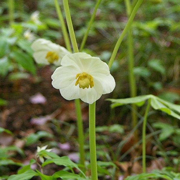 可愛らしい白花をつける強健種 ★入荷から日数が経ったためセール価格となりました。商品の状態は画像と異なる場合があります。★ハッカクレンは中国、台湾などに自生する多年草。八角形の手のひら状に広がる葉が特徴です。別名ミヤオソウとも呼ばれます。ア...