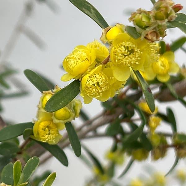 ヒポカリマはオーストラリア原産の常緑低木。細長く伸びる茎に粒のような蕾をつけ、早春から初夏にかけて節々に愛らしい花を咲かせます。白〜ピンク花を咲かせるものが一般的ですが、ブライトモーニングは珍しい黄花の品種。輝くようなレモンイエローの花で糸...