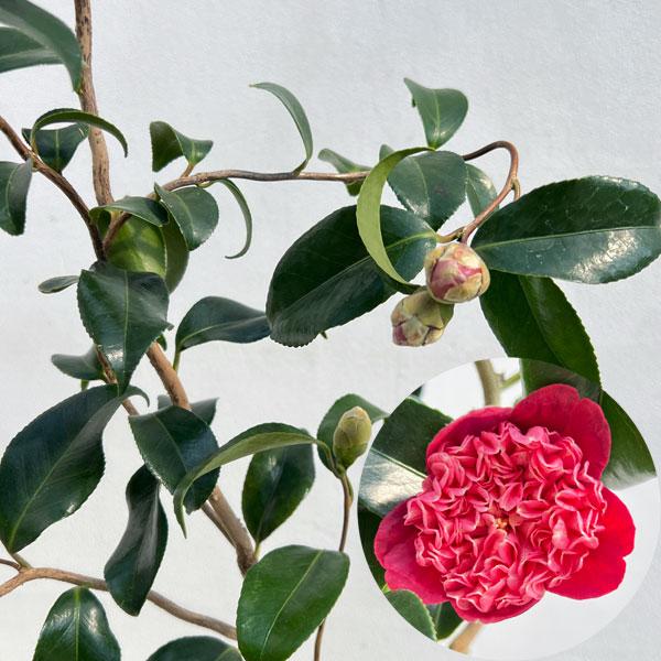 卜伴雲竜は、枝がくねる雲竜芸の品種。自然に枝が曲がりながら育ちます。独特の枝ぶりで、花のない時期でも楽しめます。花は濃い紅色の一重咲き、唐子咲きです。鉢植え、庭植えに最適です。枝の曲がりの面白さを生かすように、盆栽に仕立てるのもおすすめです...