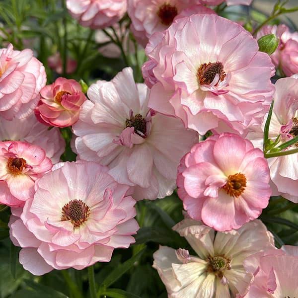 ★入荷から日数が経ったためセール価格となりました。商品の状態は画像と異なる場合があります。★ラナンキュラスの育種・品種改良を手がけて20年の綾園芸さんより作出されたのオリジナル品種。光沢のある花びらが特徴で、日光が当たるとより輝き非常に美し...