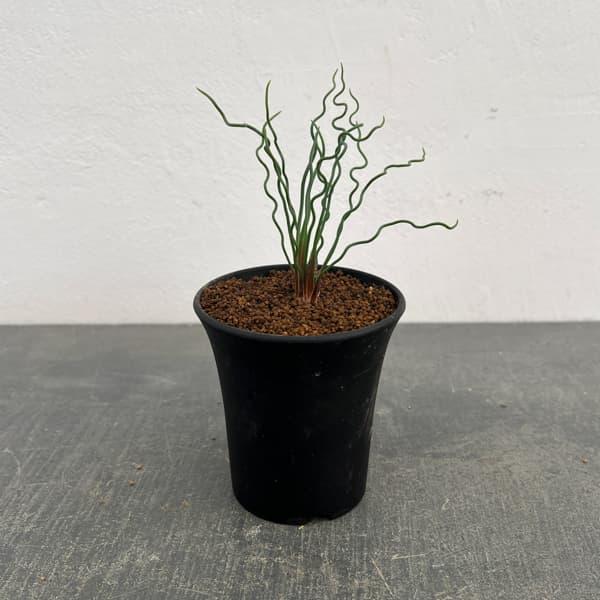 秋から春にかけて成長する冬型のケープバルブ。まだ流通数が少ないレアな多肉です。バルビネ（ブルビネラ）は丈夫で育てやすい常緑多年草。南アフリカ原産で日本へは古くに渡来しており、アロエの花に似ていることから「ハナアロエ」の和名もあります。※詳し...