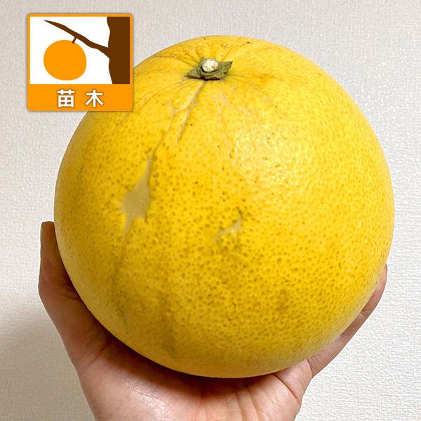 ★入荷から日数が経ったためセール価格となりました。商品の状態は画像と異なる場合があります。★チャンドラポメロは文旦とグレープフルーツを掛け合わせて誕生した巨大で甘い柑橘。果重は1&amp;#12316;2kgほどにもなる特大サイズ。木に成っ...