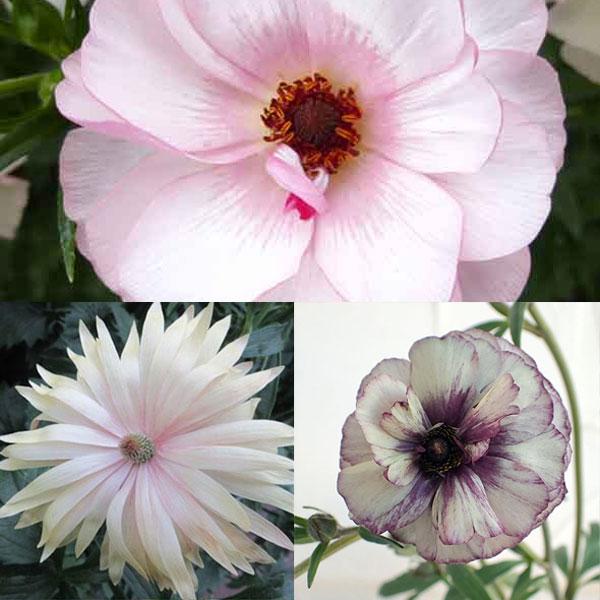 ★入荷から日数が経ったためセール価格となりました。商品の状態は画像と異なる場合があります。★ラナンキュラスの育種・品種改良を手がけて20年の綾園芸さんより作出されたのオリジナル品種。光沢のある花びらが特徴で、日光が当たるとより輝き非常に美し...