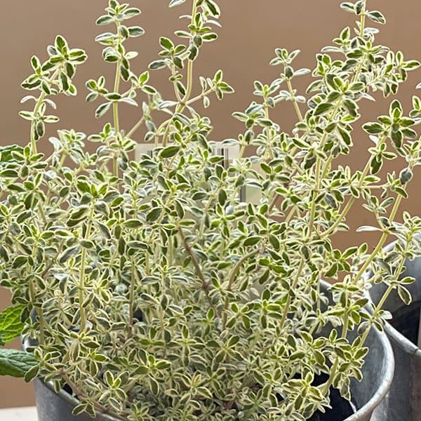 ハーブ苗 多年草 シルバータイムは白い斑入りの葉が美しい多年草（常緑低木）で、ハーブのタイム（コモンタイム）の仲間です。葉の縁に白い斑が入りますが、全体にシルバーに見えるためこの呼び名となっています。夏に薄いピンクの花を咲かせ、秋には紫をう...