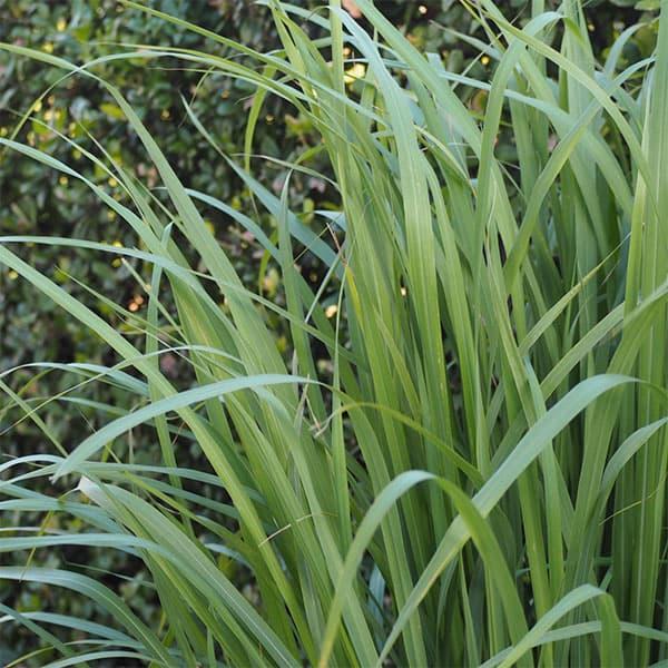 レモングラスは熱帯アジアに自生するススキの1種で、レモンの香りがします。トムヤンクンなどのタイ料理には欠かせない香草です。石鹸やリンス、香水、キャンディの香り付けにも使われます。暑さには大変強く、夏の間はよく成長して大株になります。寒さには...