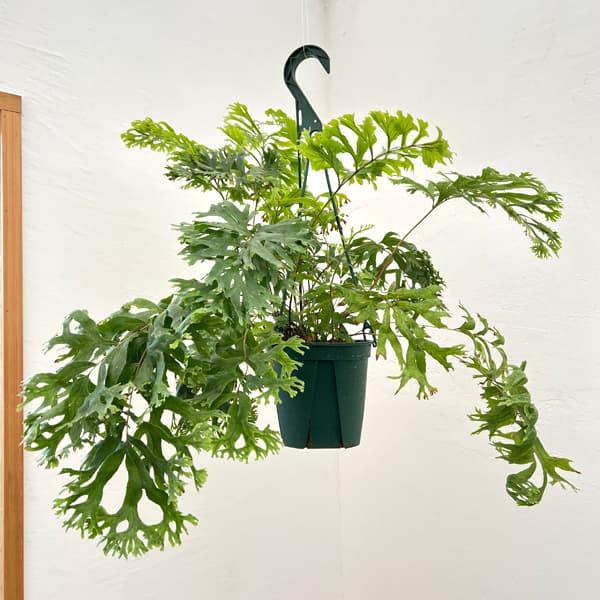 ポリポジウム・ブルーグリーンの葉が美しいシダ植物 武農園 フレポディウムファラックスは葉先が細かく分かれ、波打つ幅広な葉が特徴的なシダの仲間です。半日陰でやや湿り気のある環境を好みます。また、直射日光には当てないようにしましょう。※詳しい商...