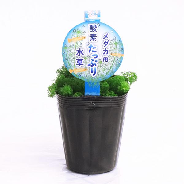 ★入荷から日数が経ったためセール価格となりました。商品の状態は画像と異なる場合があります。★夏の猛暑からメダカを守る水生植物です。アンブリアは東アジア原産の細かい葉が特徴的な水草。水質浄化能力が高く、水中の養分をよく吸収し、酸素を作り出す働...