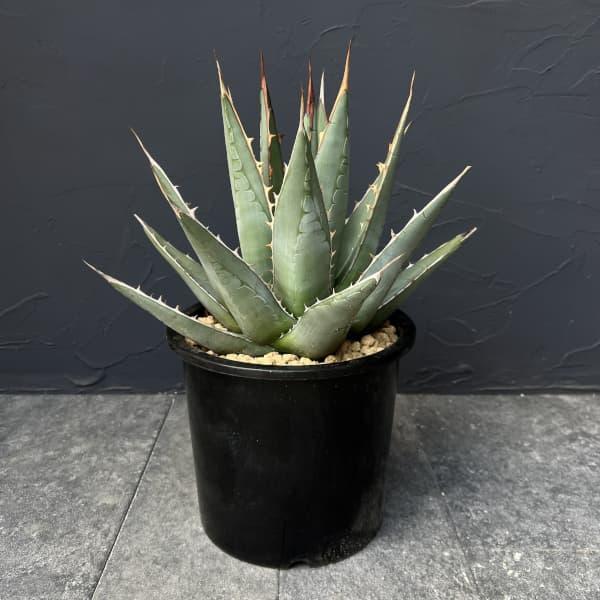 パープソラムは和名で「帝釈天」と呼ばれており、葉の縁のグレーの鋭いトゲが特徴的です。また、葉の裏にもトゲが出てくるという変わった生態を持っています。アガベはリュウゼツランと同じアガベ属の多年草で、品種は数百種あり、一部は繊維やテキーラの材料...